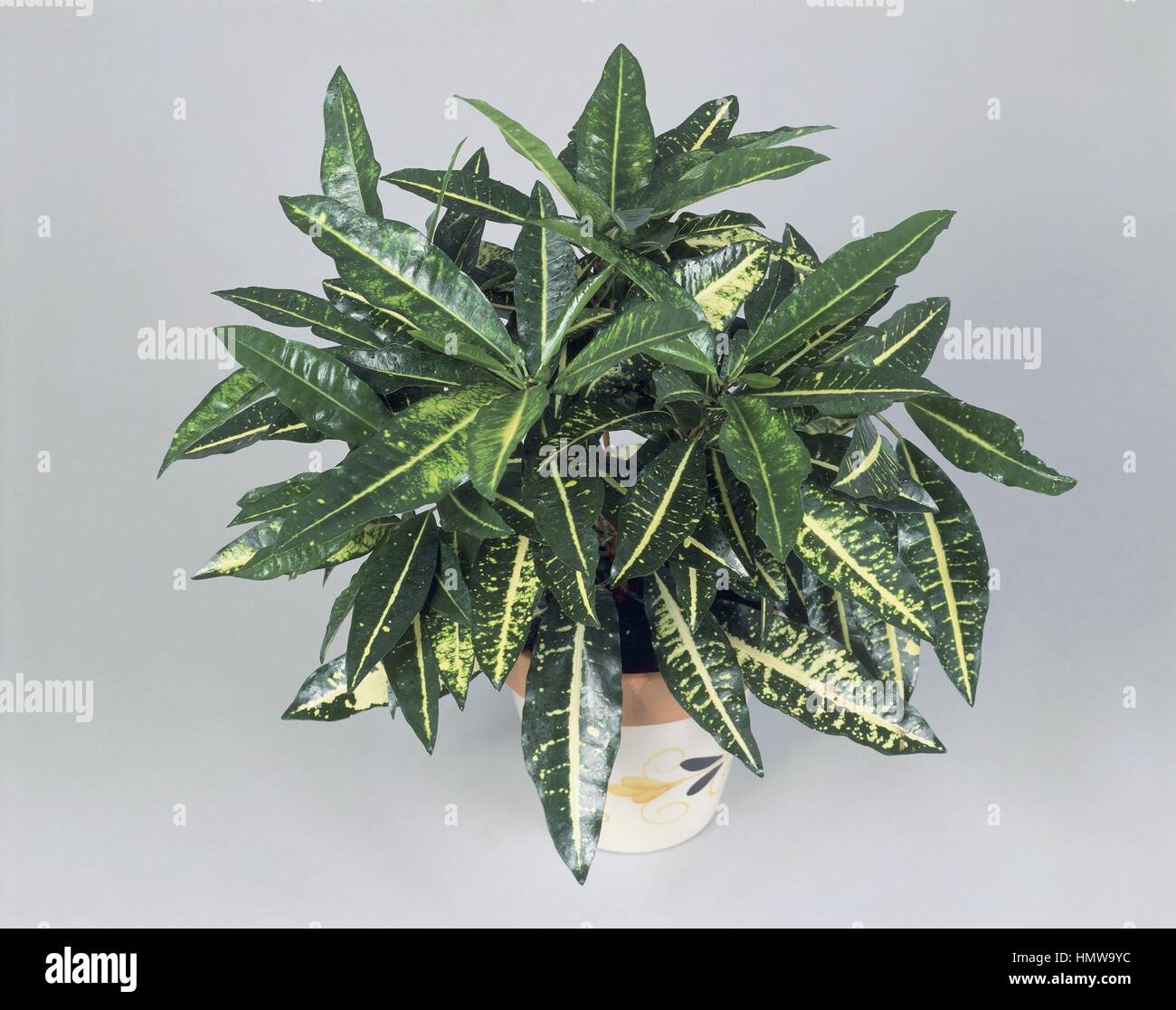 Gold star croton codiaeum hi-res stock photography and images - Alamy