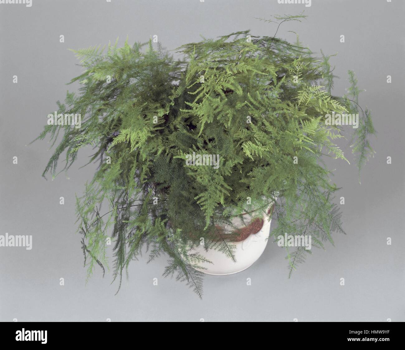 Houseplants - Liliaceae. Common asparagus fern (Asparagus plumosus ...