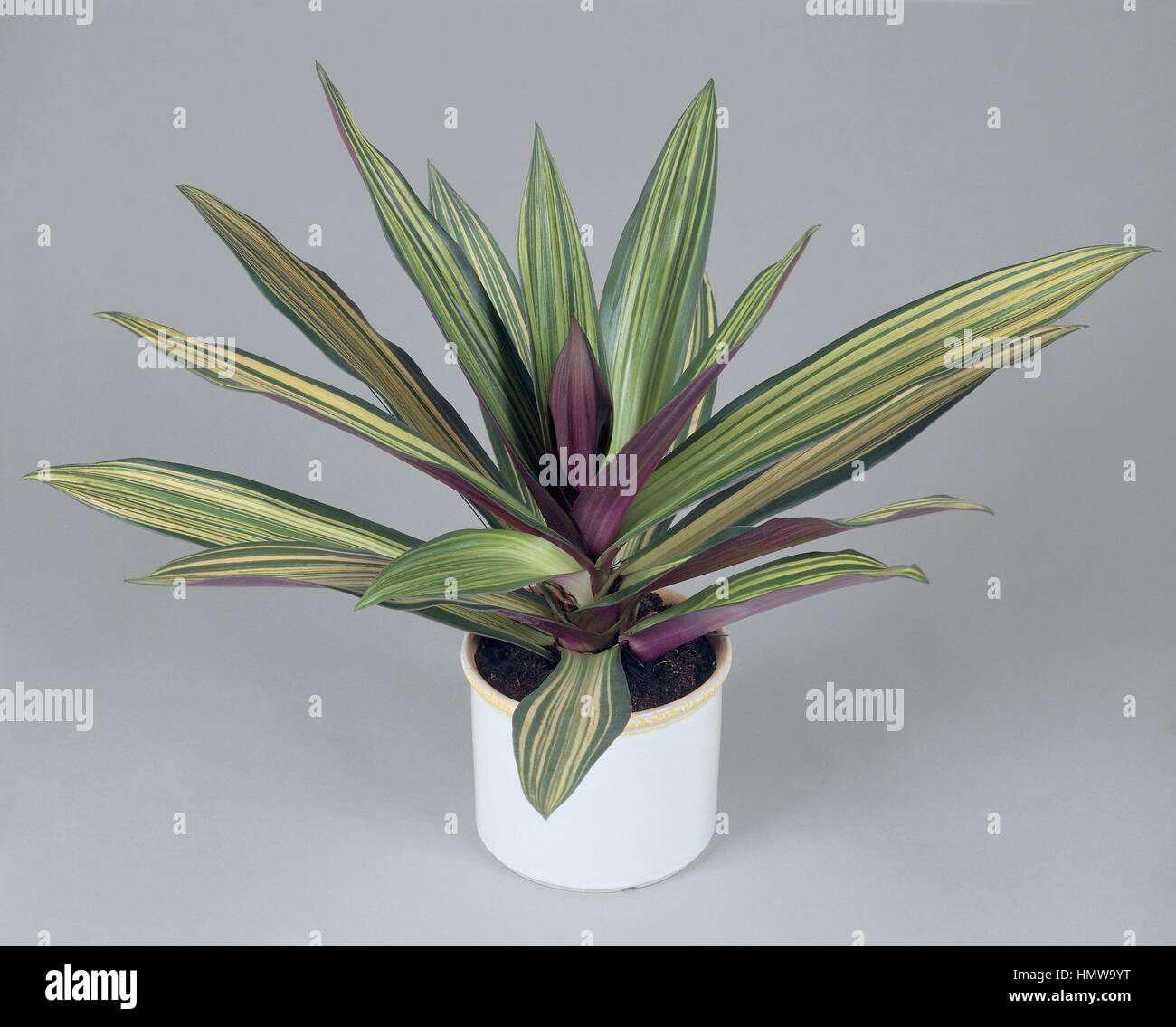 Rhoeo Discolor High Resolution Stock Photography and Images - Alamy