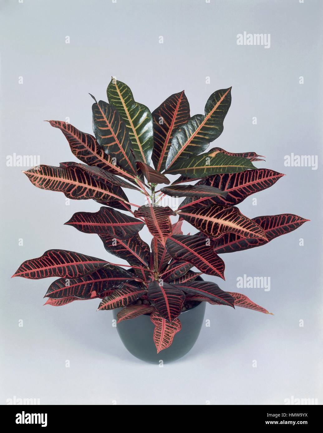 Croton Norma