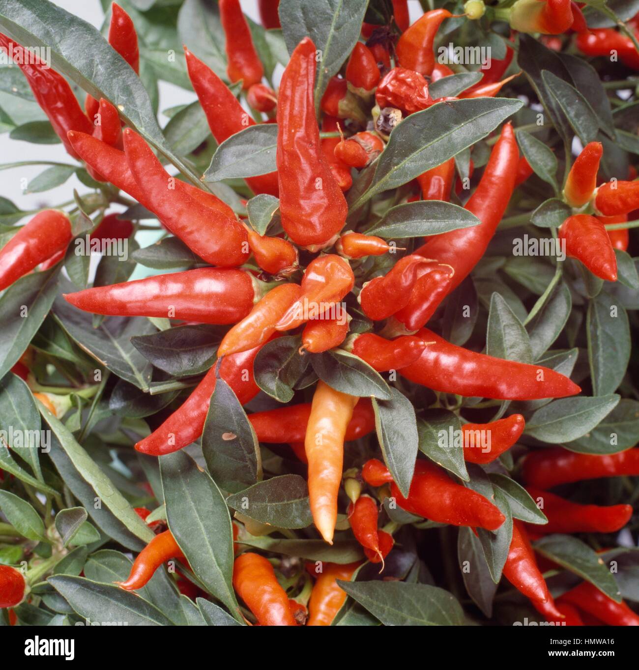 Capsicum solanaceae hi-res stock photography and images - Alamy