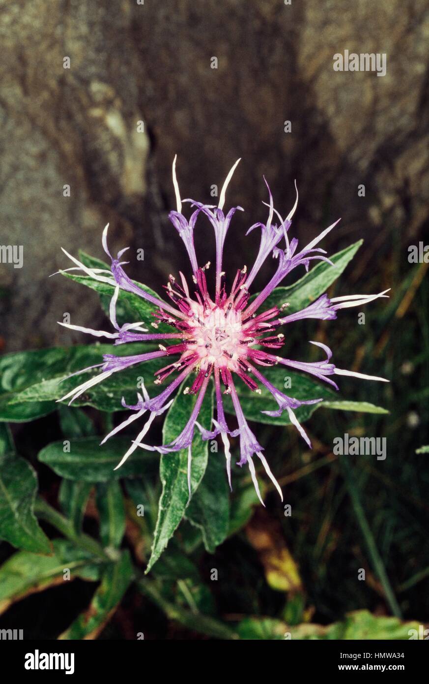 Perennial cornflower, mountain cornflower or bachelor's button (Cyanus ...