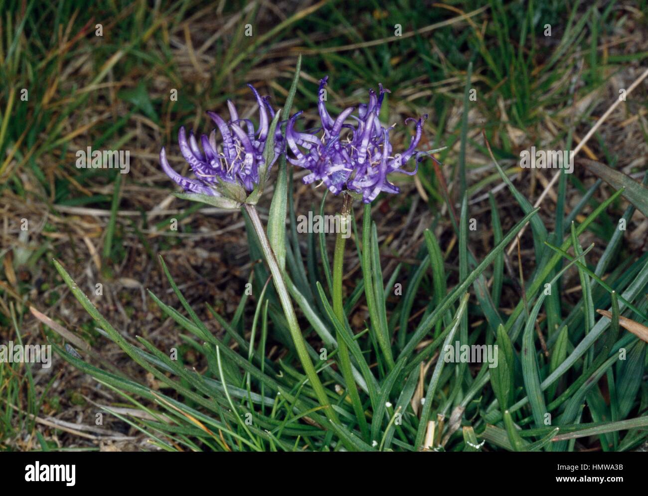 Globe headed rampion (Phyteuma hemisphaericum), Asteraceae Stock Photo ...