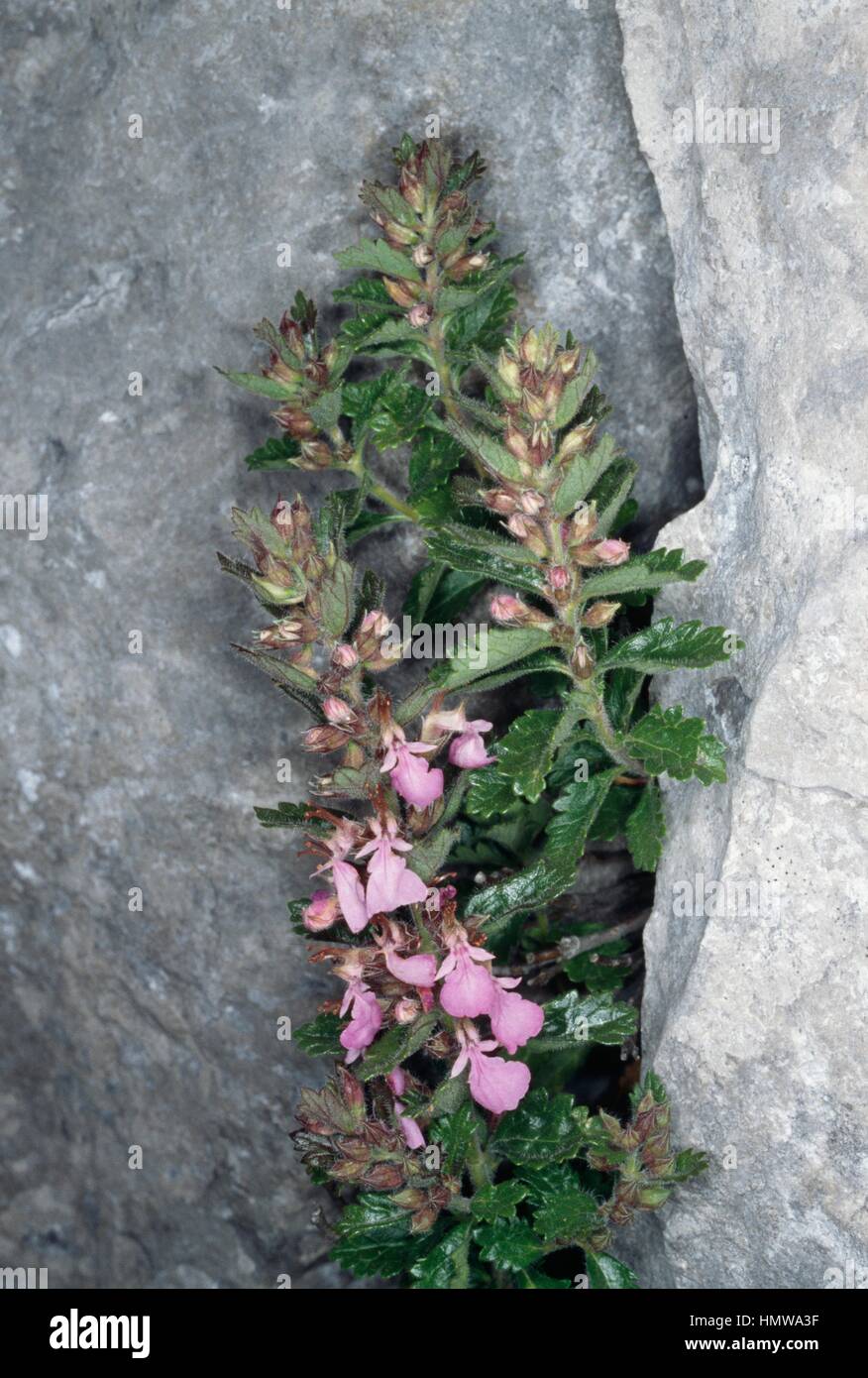 Wall Germander (Teucrium chamaedrys), Lamiaceae Stock Photo - Alamy