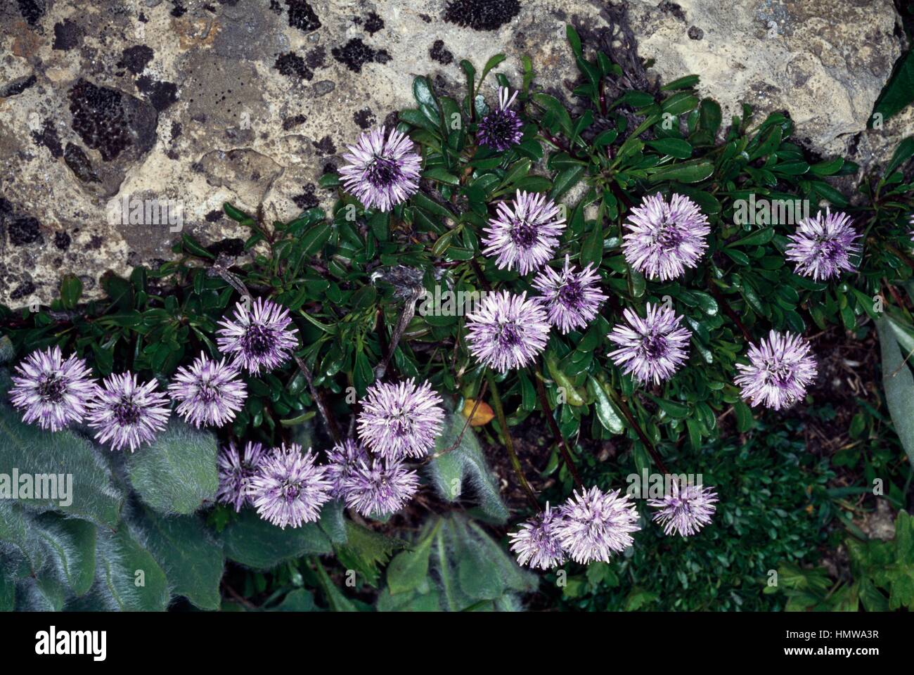 Matted globularia or Heart-leaved globe daisy (Globularia cordifolia ...