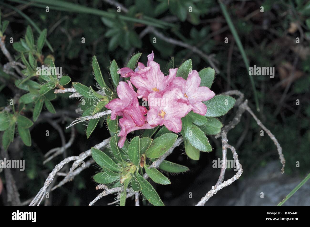 Botany - Ericaceae. Rhododendron (Rhododendron hirsutum Stock Photo - Alamy