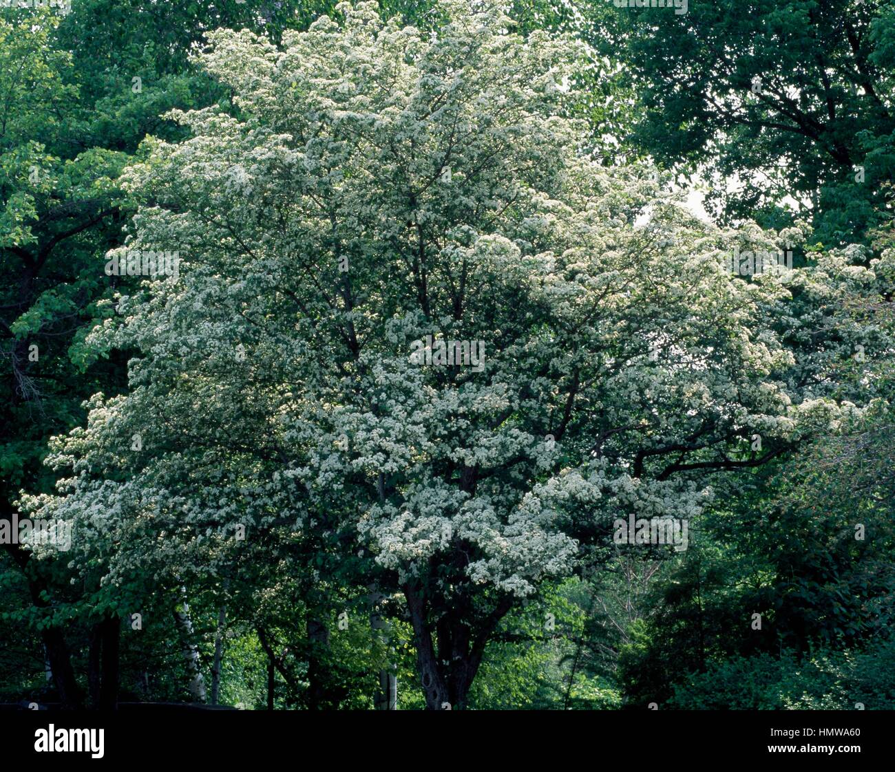 Crataegus punctata dotted hawthorn hi-res stock photography and images ...