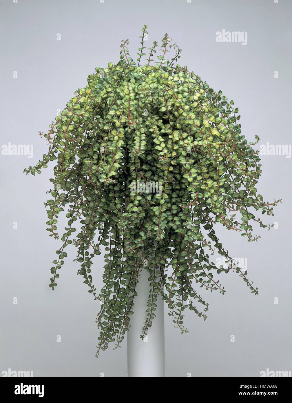 Houseplants - Gesneriaceae. Columnea hostag Stock Photo - Alamy