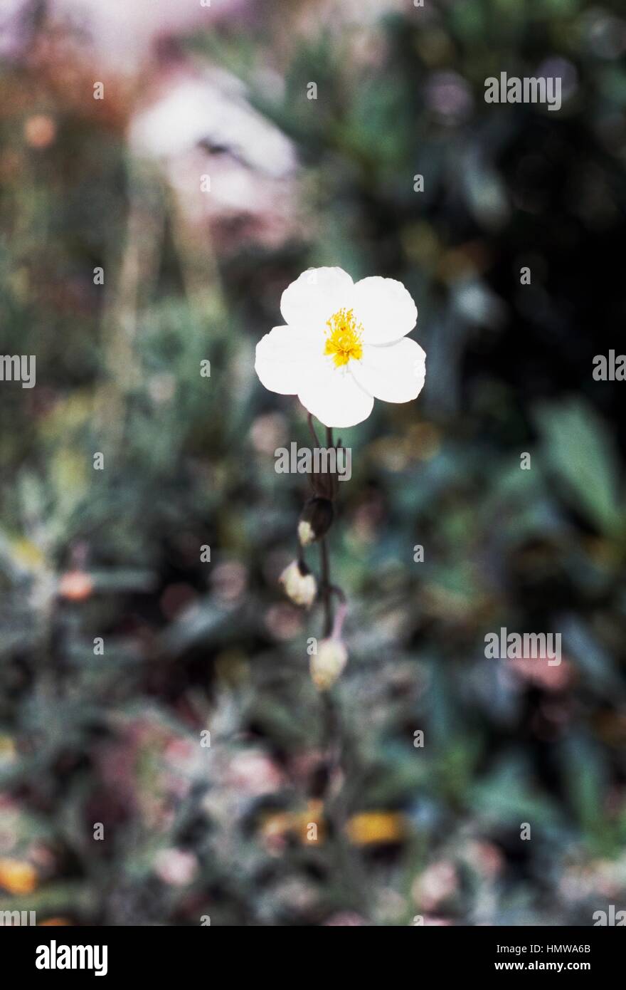 Helianthemum [white rock rose] hi-res stock photography and images - Alamy