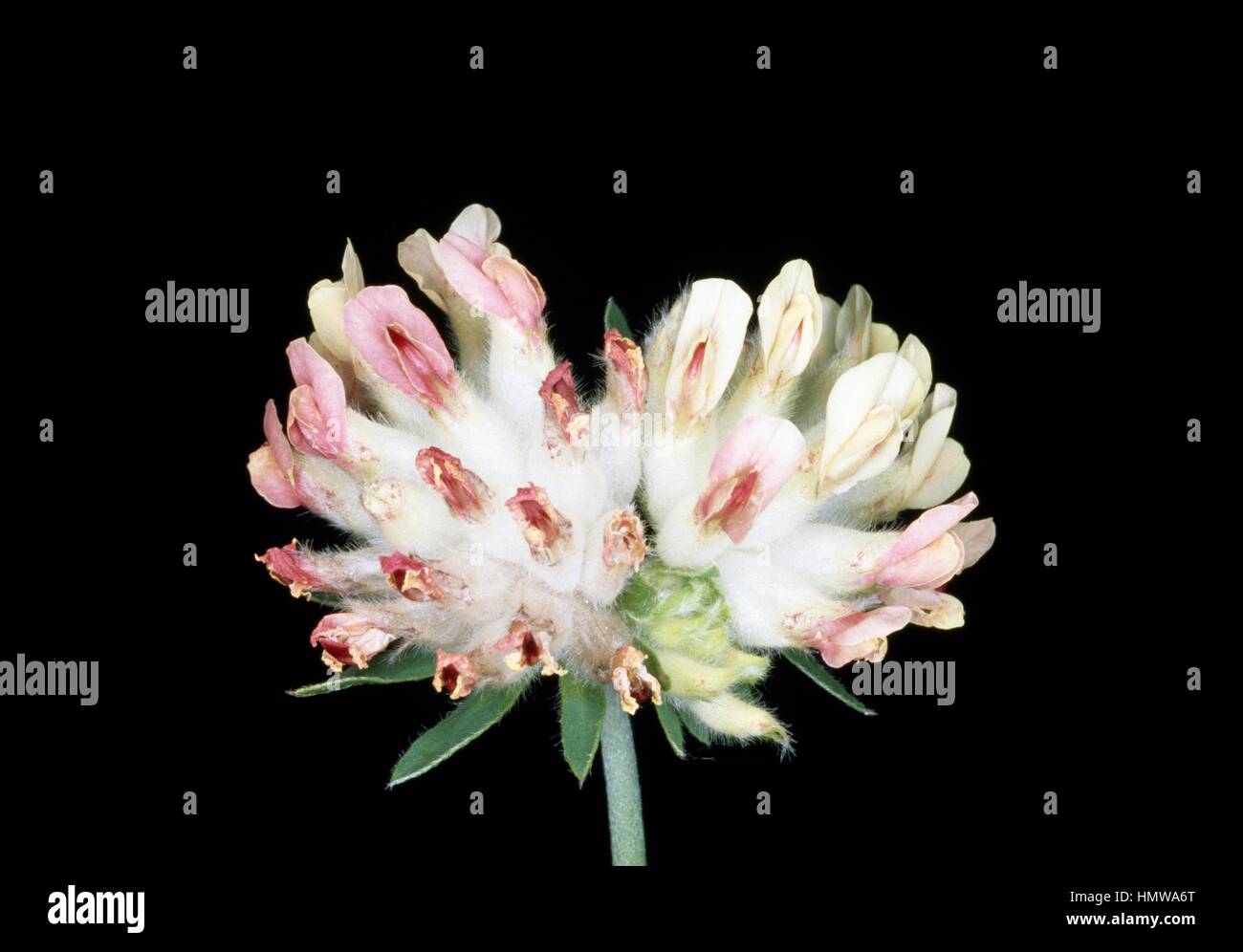 Common kidneyvetch or Kidney vetch (Anthyllis vulneraria alpestris ...