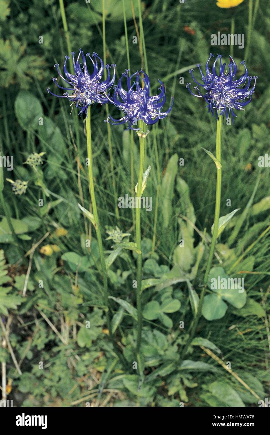 Botany campanulaceae round hi-res stock photography and images - Alamy