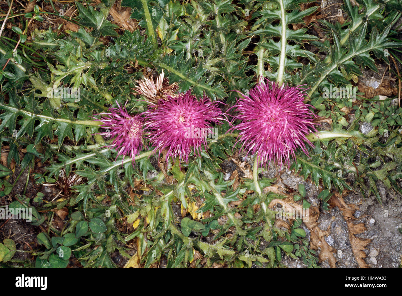Dwarf thistle (Cirsium acaule), Asteraceae Stock Photo - Alamy