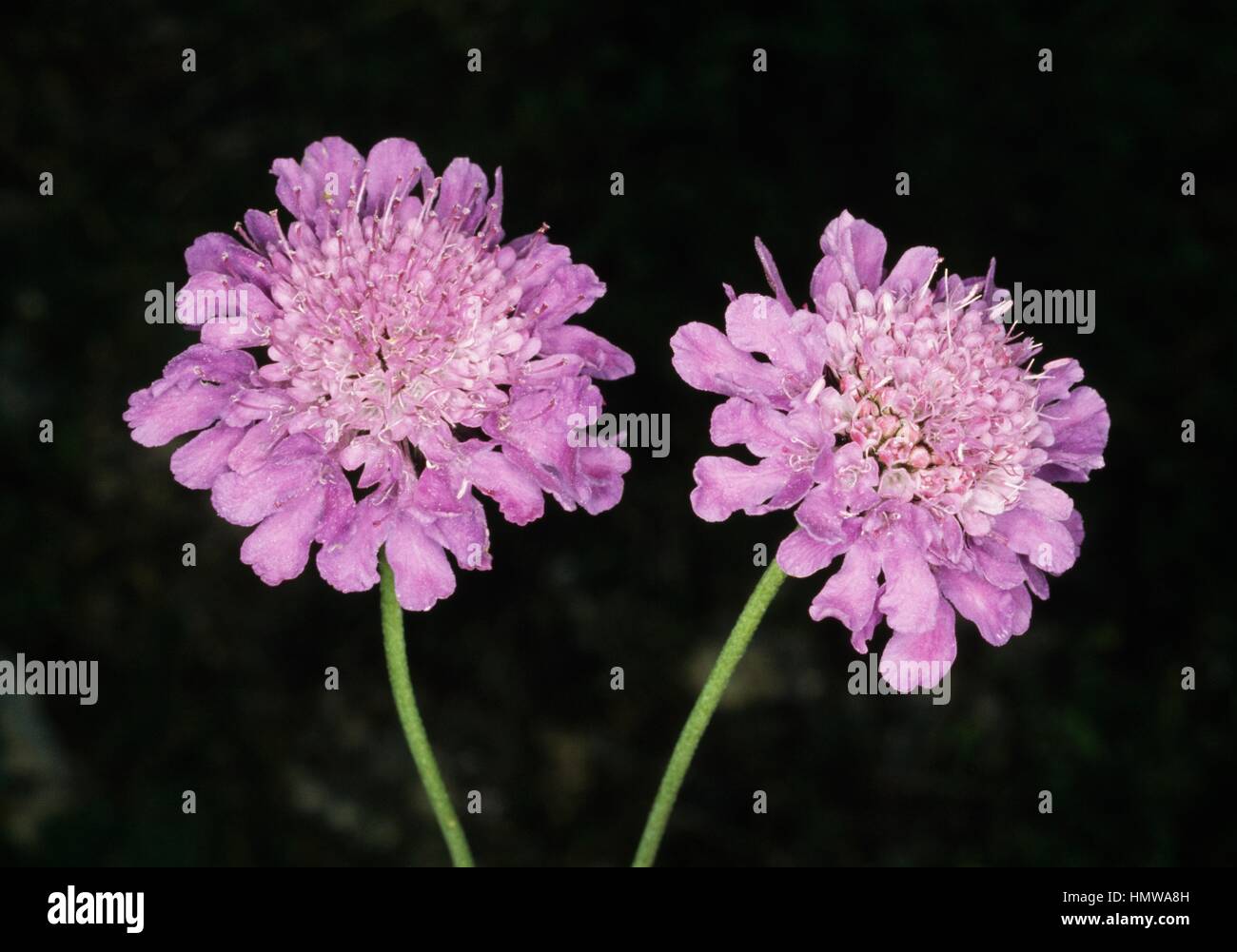 Bright Scabious or Shining Scabious (Scabiosa lucida), Caprifoliaceae ...