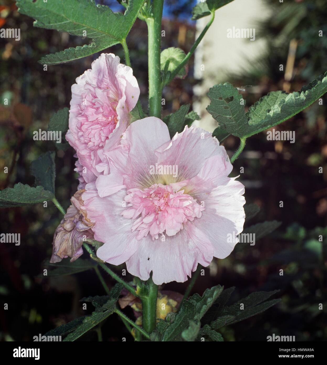 Common Hollyhock (Althaea rosea or Alcea rosea), Malvaceae Stock Photo ...