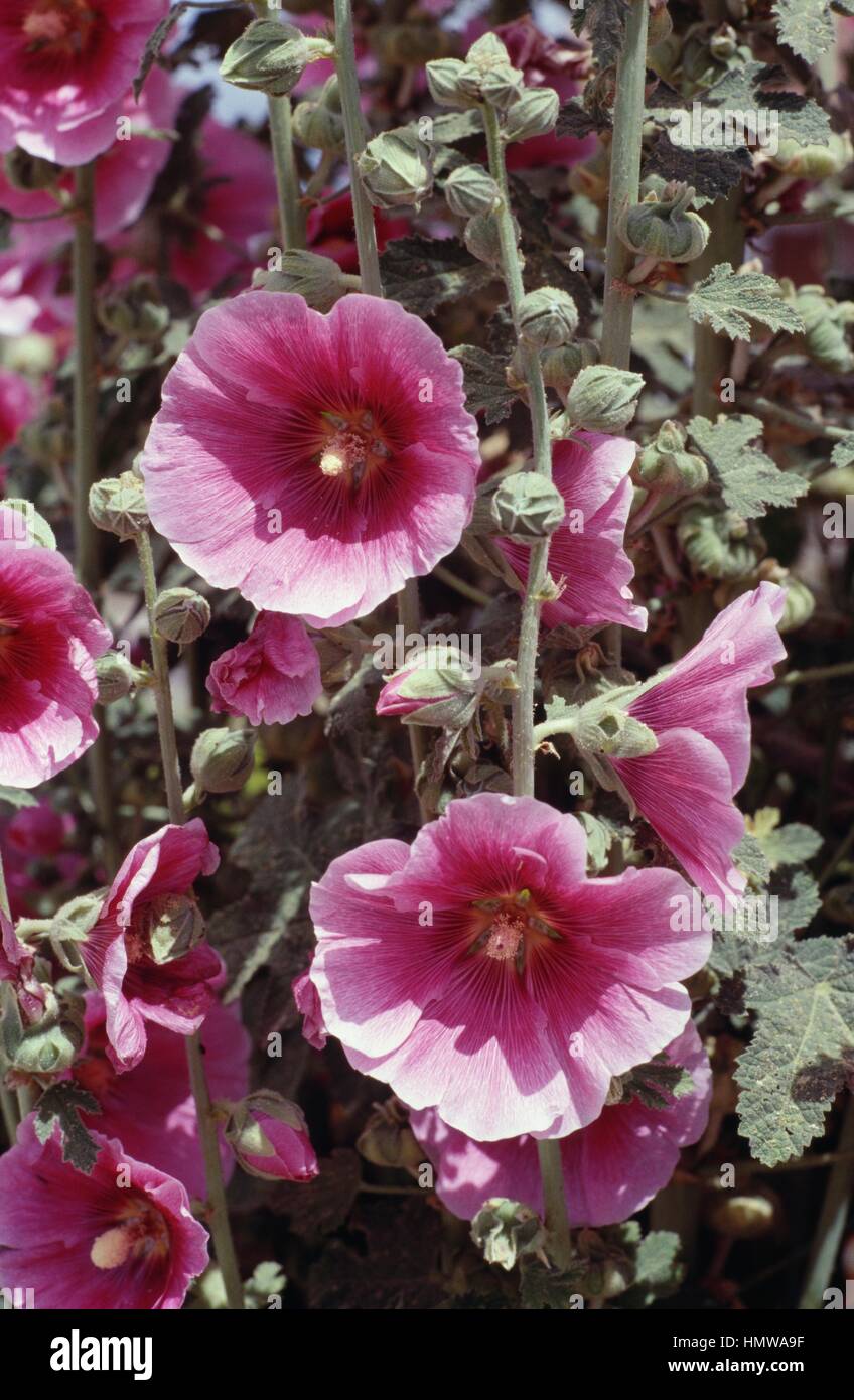 Common Hollyhock (Althaea rosea or Alcea rosea), Malvaceae Stock Photo ...