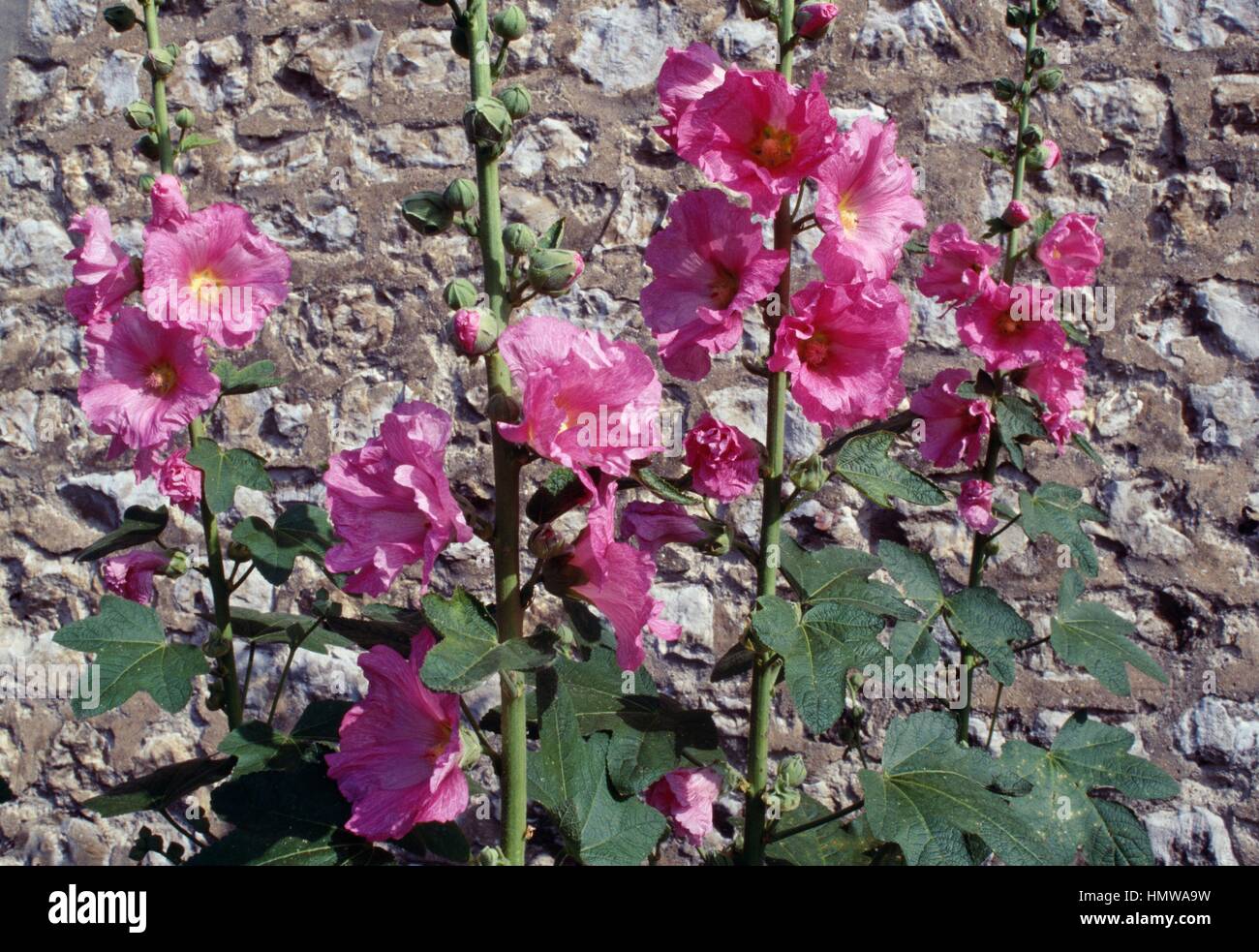Common Hollyhock (Althaea rosea or Alcea rosea), Malvaceae Stock Photo ...