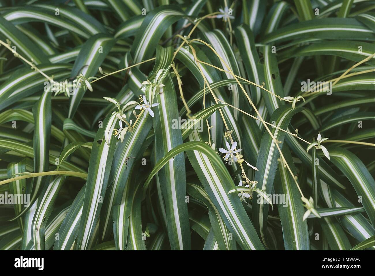 Chlorophytum comosum outdoors hi-res stock photography and images - Alamy