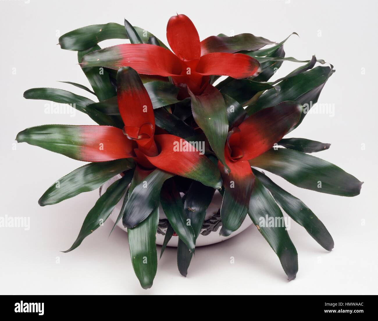 Blushing bromeliad (Neoregelia carolinae meyendorffii), Bromeliaceae ...
