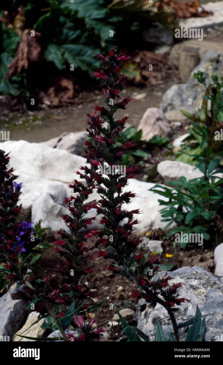 Red viper's bugloss (Echium rubrum), Boraginaceae Stock Photo - Alamy