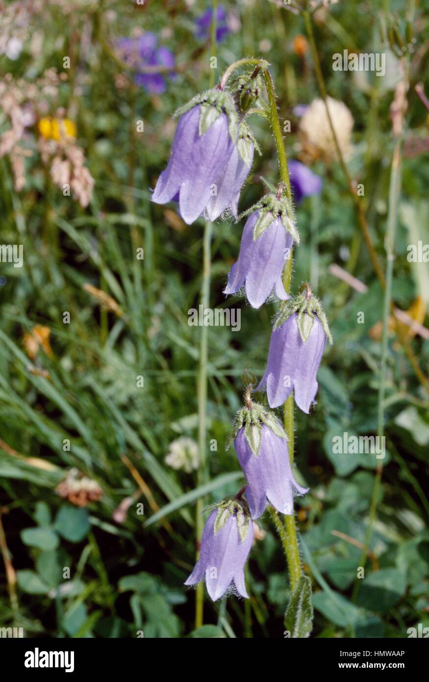 Bearded bellflower (Campanula barbata), Campanulaceae Stock Photo - Alamy
