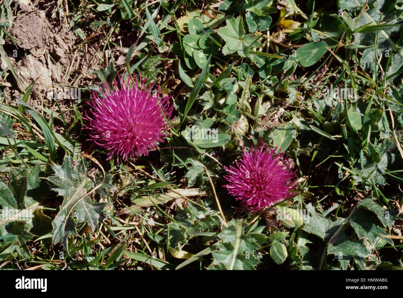 Dwarf thistle (Cirsium acaule), Asteraceae Stock Photo - Alamy