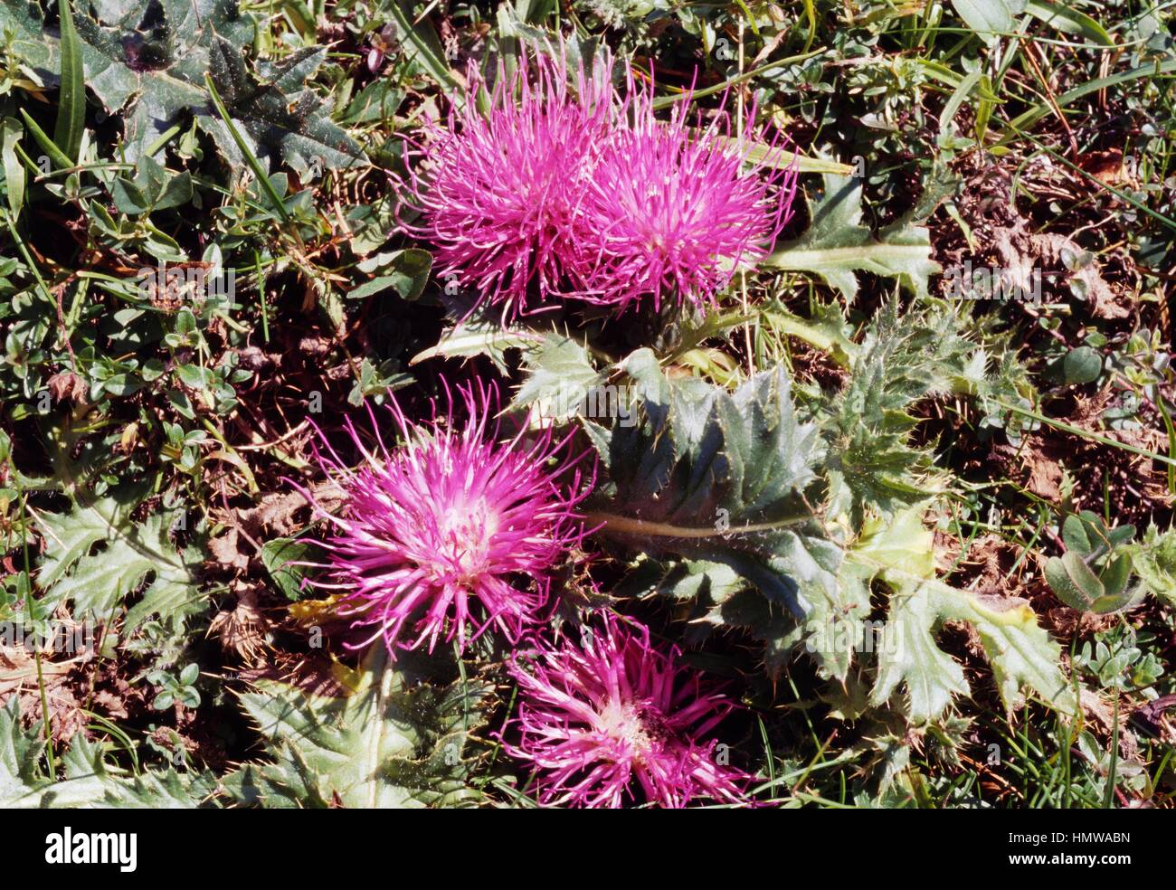 Dwarf thistle (Cirsium acaule), Asteraceae Stock Photo - Alamy
