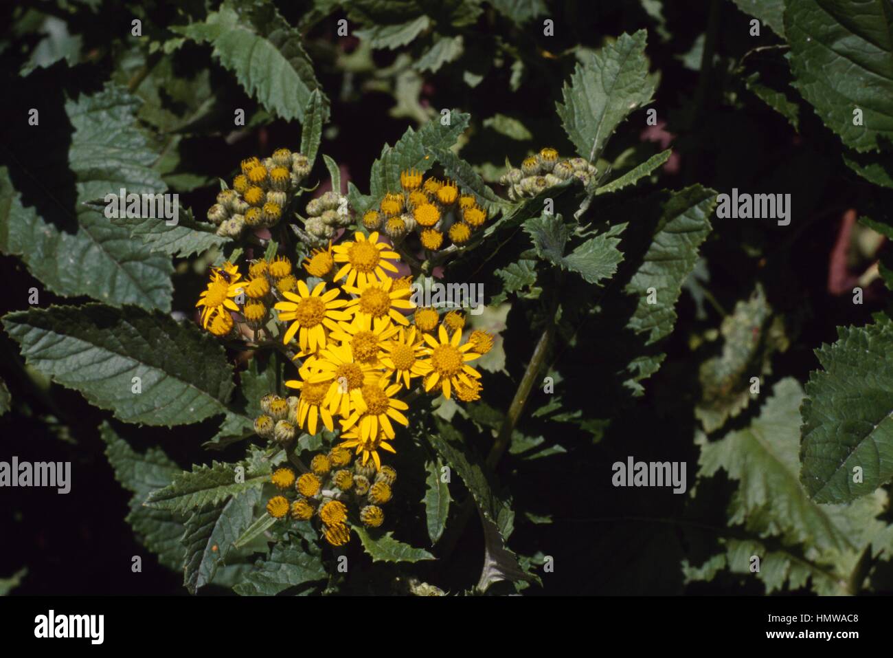 Groundsel or ragwort (Senecio chrysanthemoides), Asteraceae Stock Photo ...