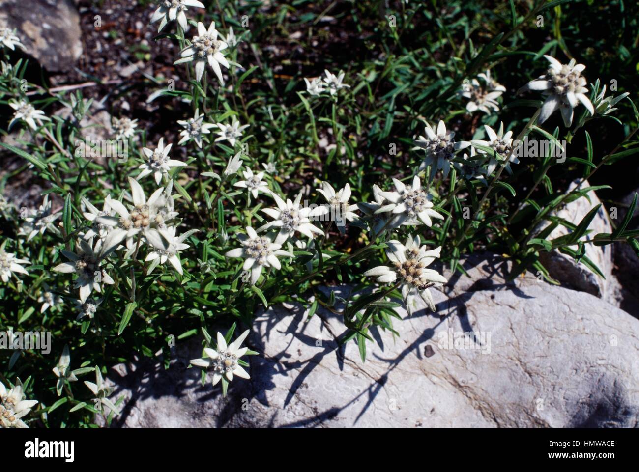 Leontopodium stracheyi, Asteraceae Stock Photo - Alamy