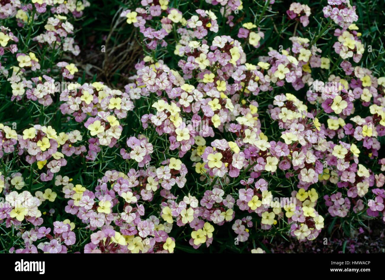 Erysimum sp hi-res stock photography and images - Alamy