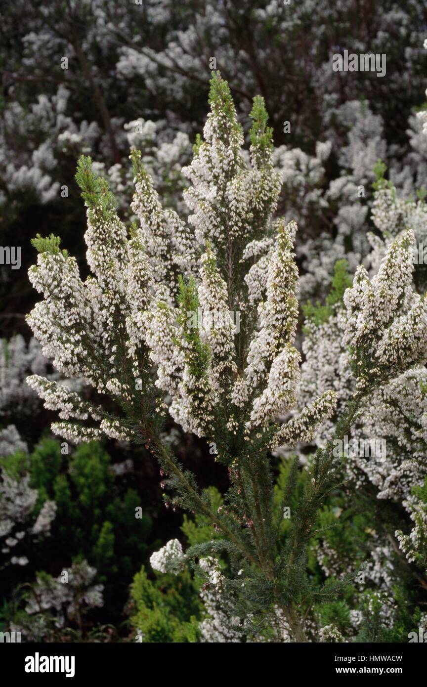 Erica arborea alpina hi-res stock photography and images - Alamy
