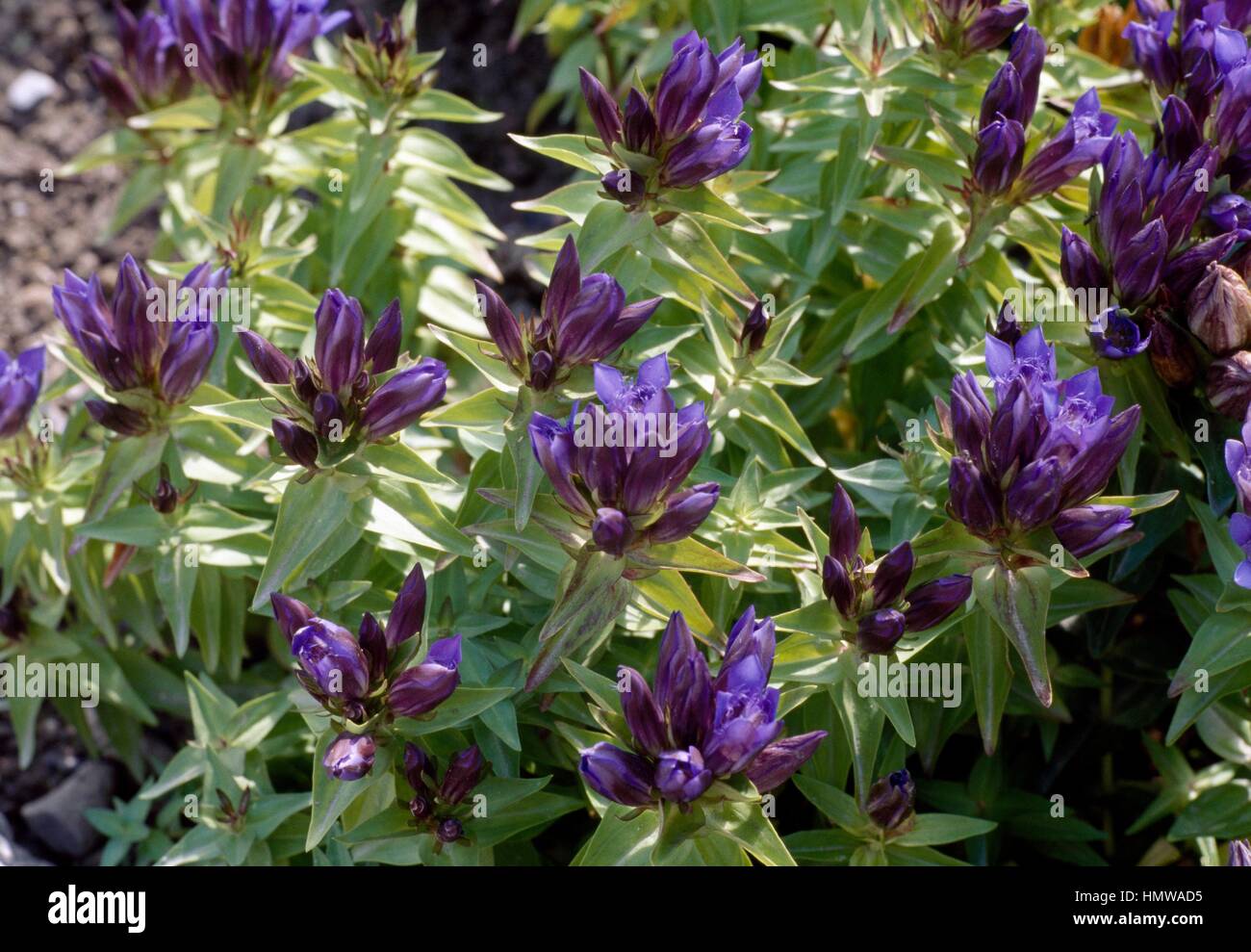 Gentian (Gentiana freyniana), Gentianaceae Stock Photo - Alamy