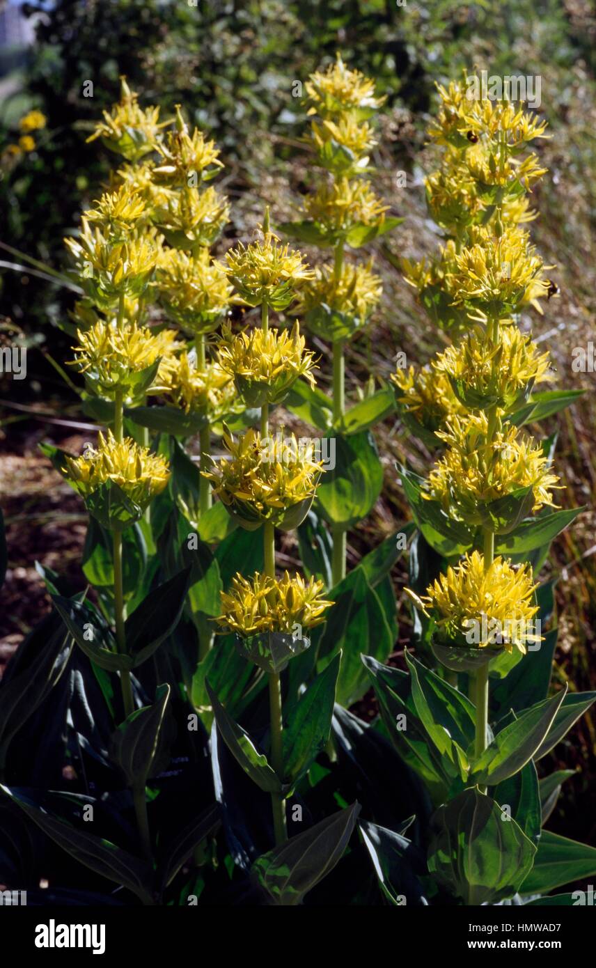 Great yellow gentian or Yellow Gentian (Gentiana lutea), Gentianaceae ...