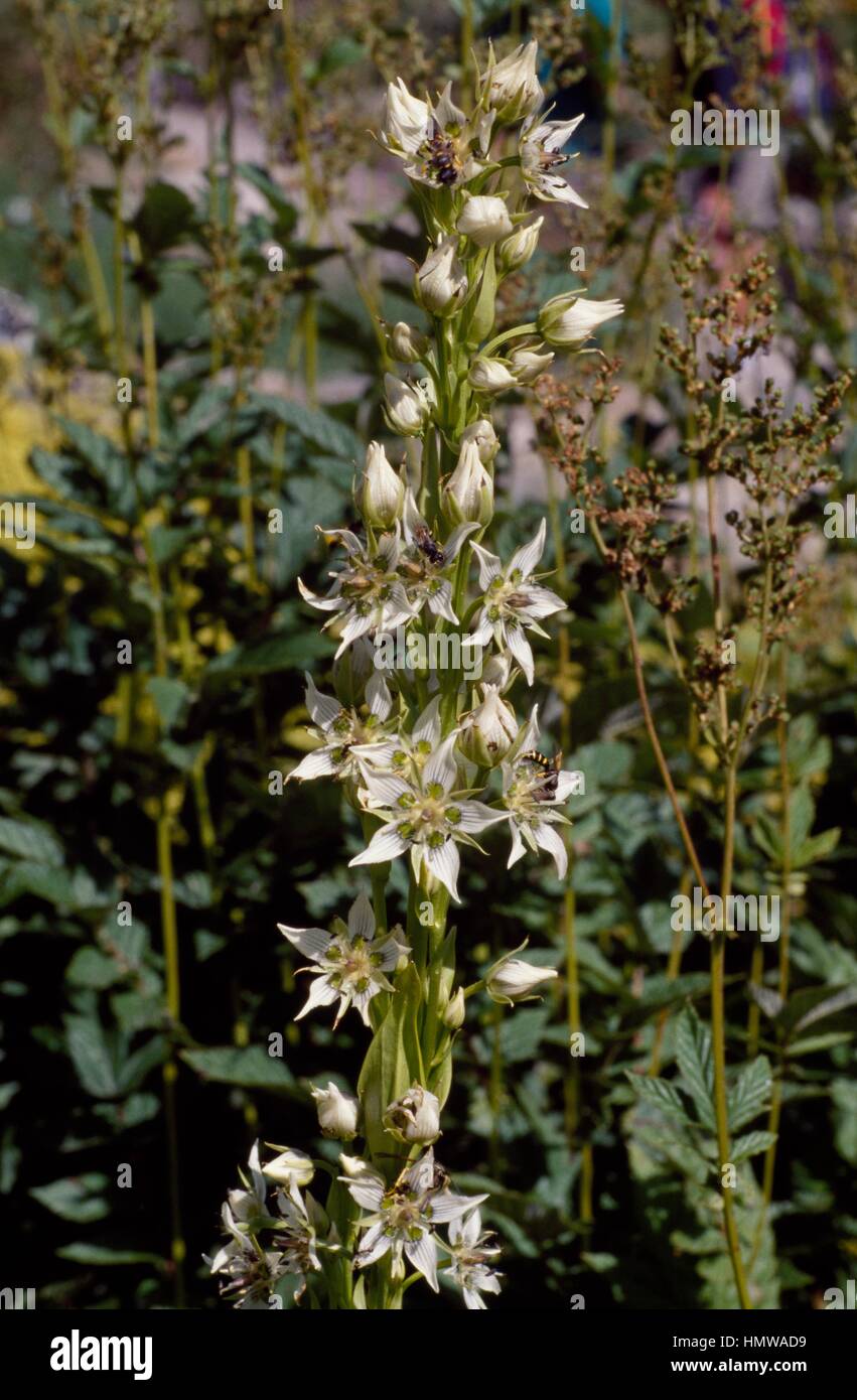 Felwort swertia petiolata hi-res stock photography and images - Alamy