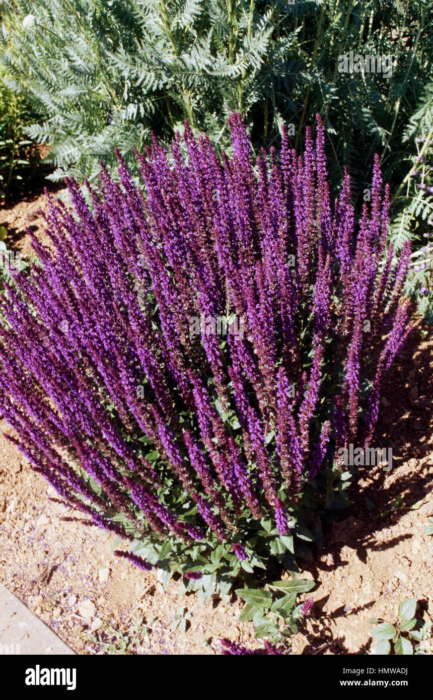 Salvia Superba High Resolution Stock Photography and Images - Alamy
