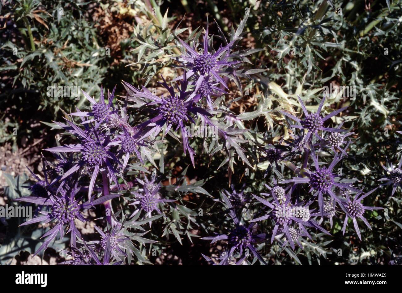 Amethyst sea holly (Eryngium amethystinum), Apiaceae Stock Photo - Alamy