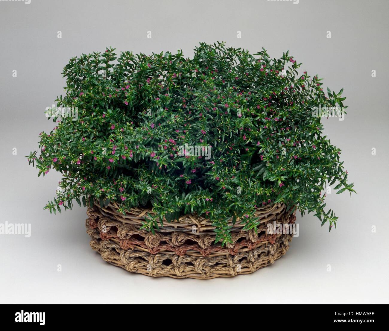 Cuphea cuphea sp hi-res stock photography and images - Alamy