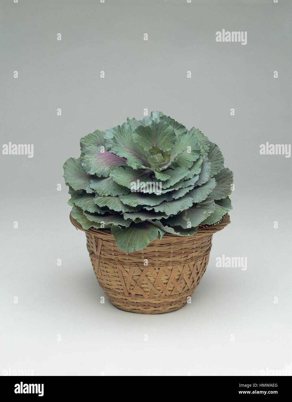 Houseplants - Brassicaceae. Mustard (Brassica L Stock Photo - Alamy