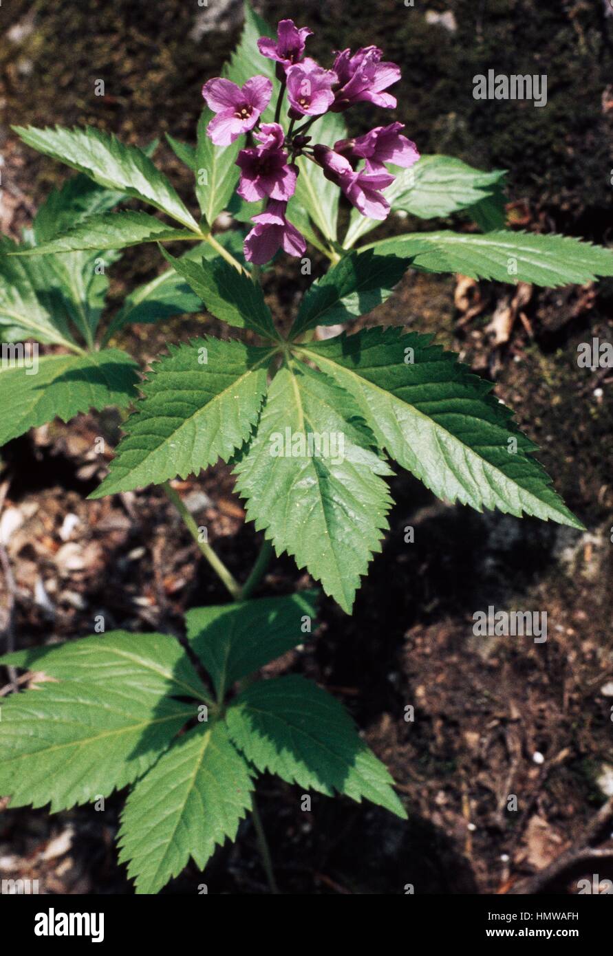 Showy toothwort (Cardamine pentaphyllos or Dentaria pentaphyllos ...