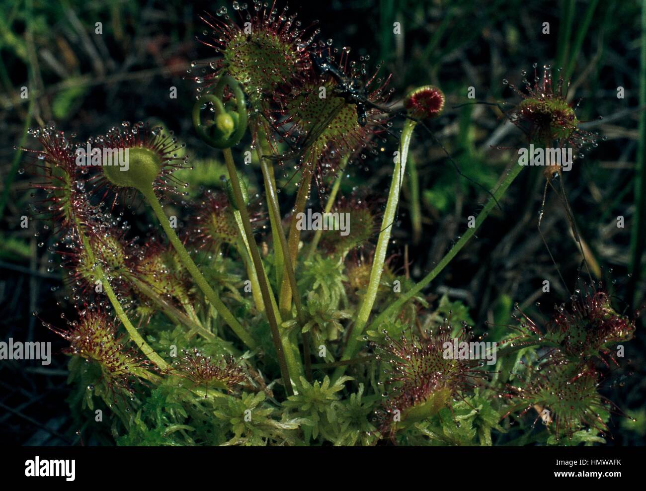 Botany droseraceae common hi-res stock photography and images - Alamy