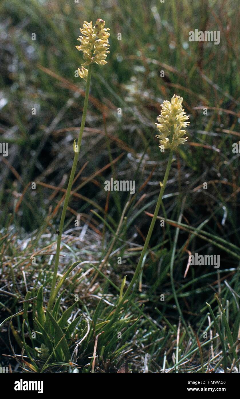 Tofield's Asphodel (Tofieldia calyculata), Tofieldiaceae Stock Photo ...