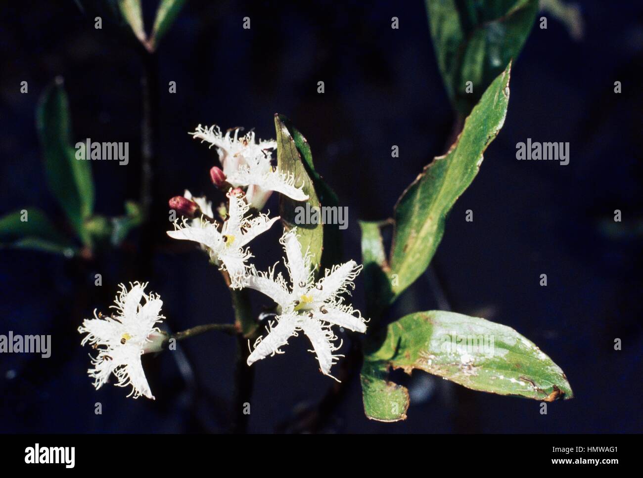 Bogbean (Menyanthes trifoliata), Menyanthaceae Stock Photo - Alamy