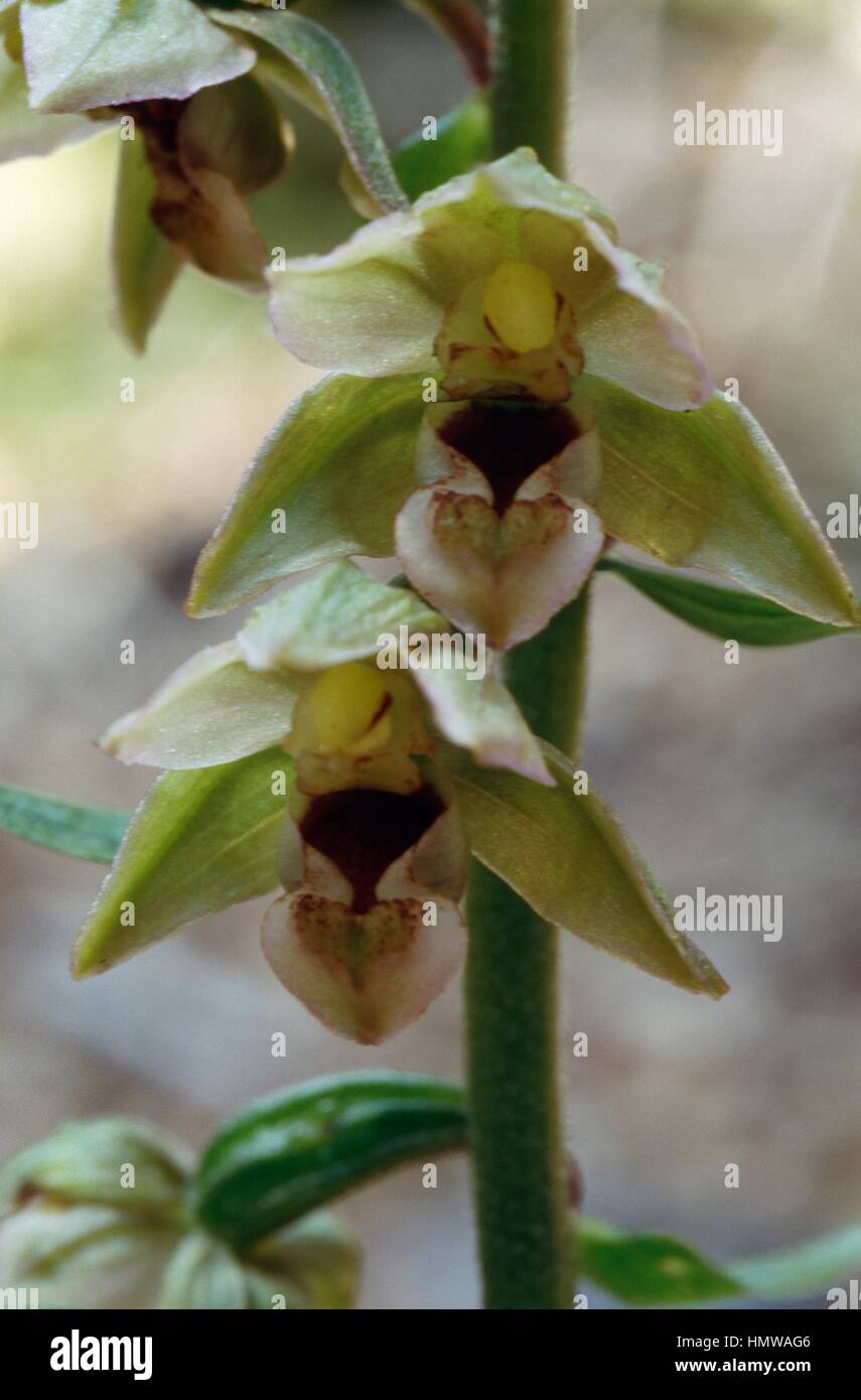 Broad-leaved helleborine (Epipactis helleborine), Orchidaceae Stock Photo - Alamy