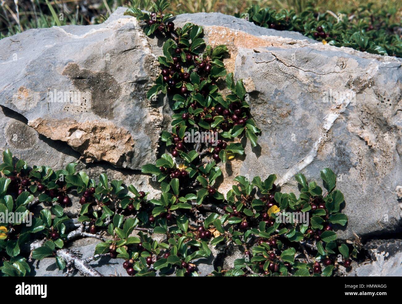 Rhamnus pumila, Rhamnaceae Stock Photo - Alamy