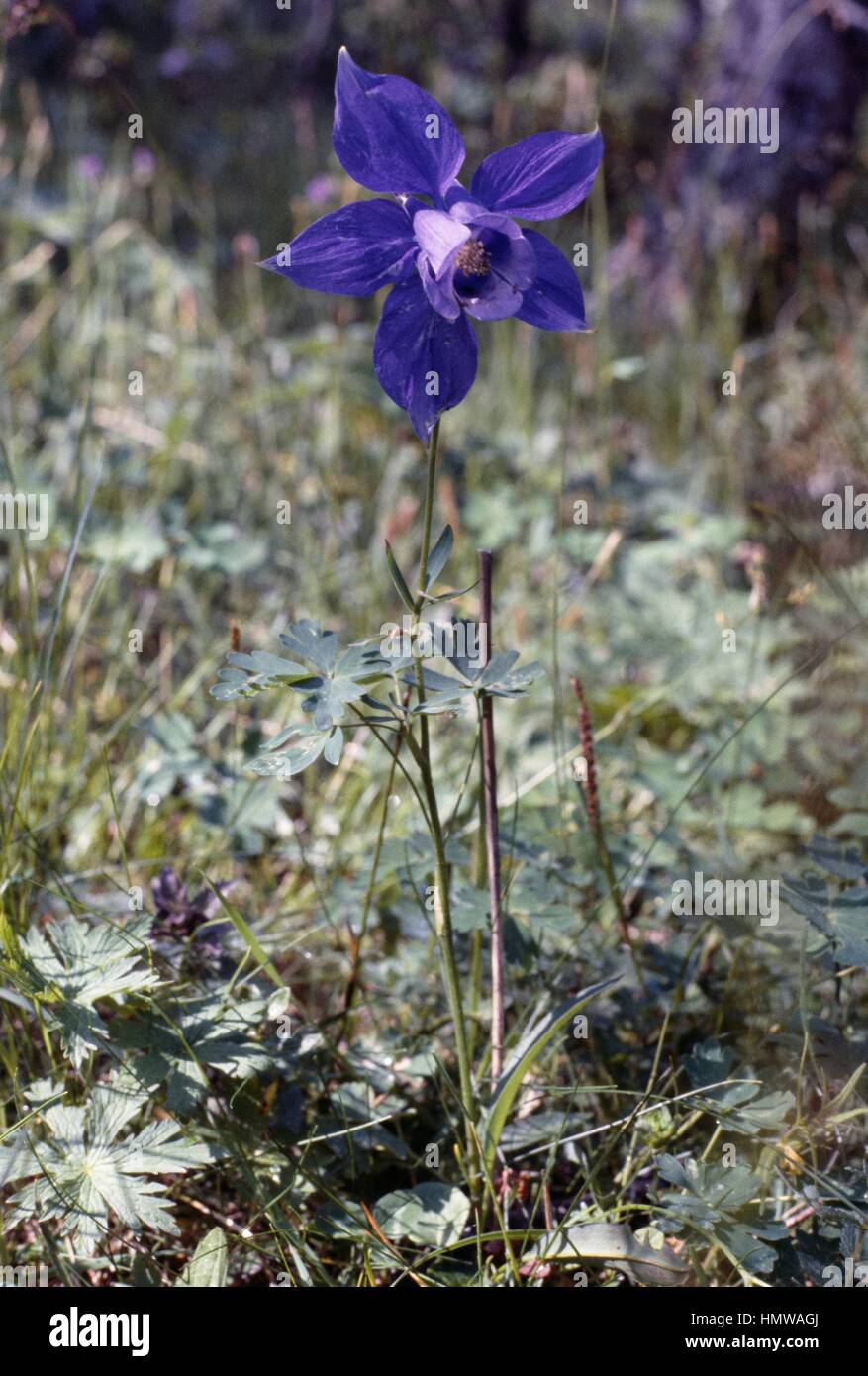 Alpine Columbine (Aquilegia alpina), Ranunculaceae Stock Photo - Alamy