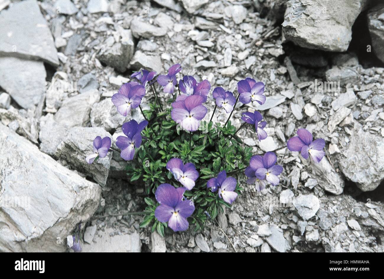 Maritime Alps Pansy (Viola valderia), Violaceae Stock Photo - Alamy