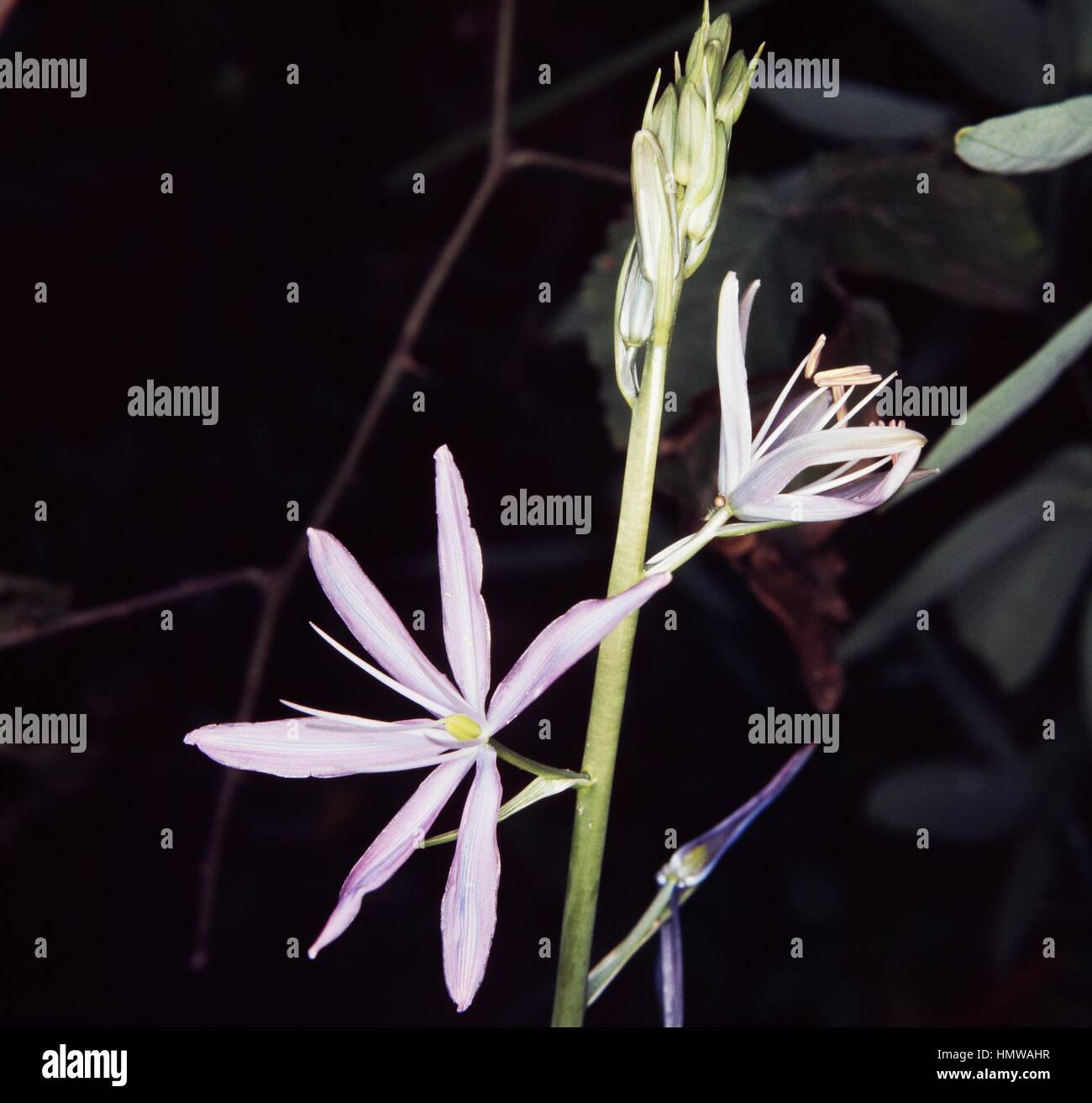 Camassia esculenta quamash hi-res stock photography and images - Alamy