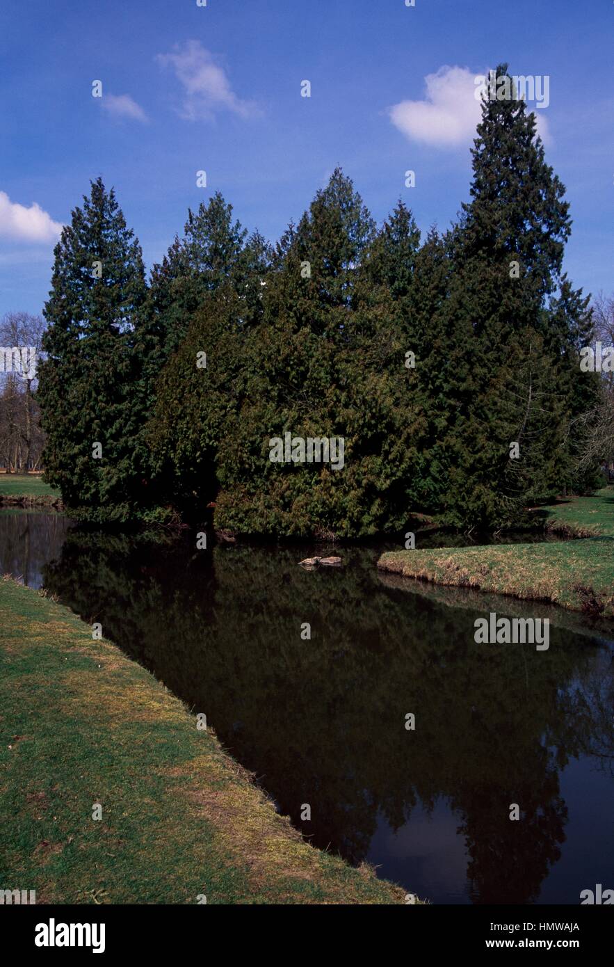 Western red cypress specimens (Thuja plicata), Cupressaceae Stock Photo ...