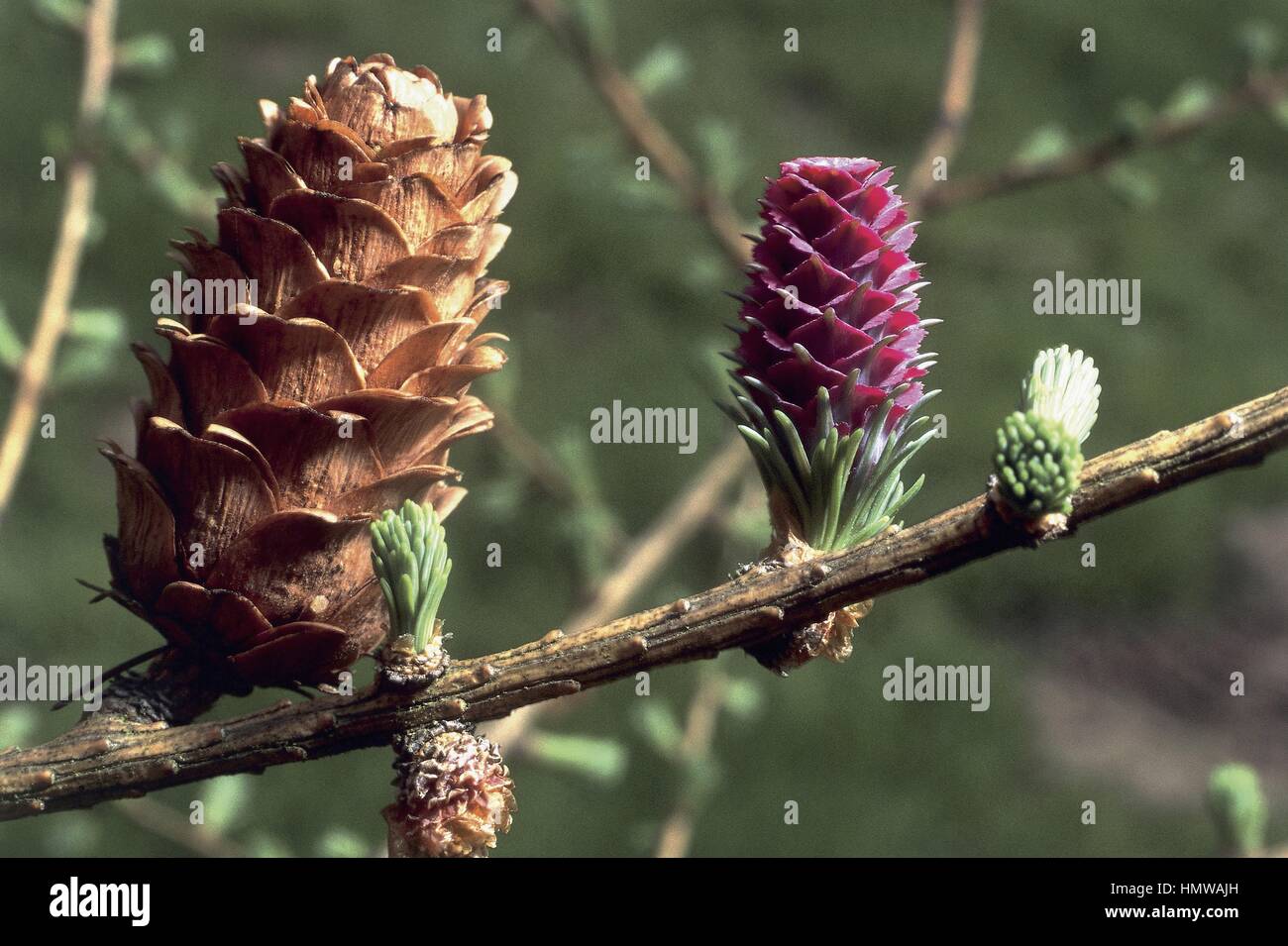 Botany - Trees - Pinaceae. European larch (Larix decidua). Cones detail ...