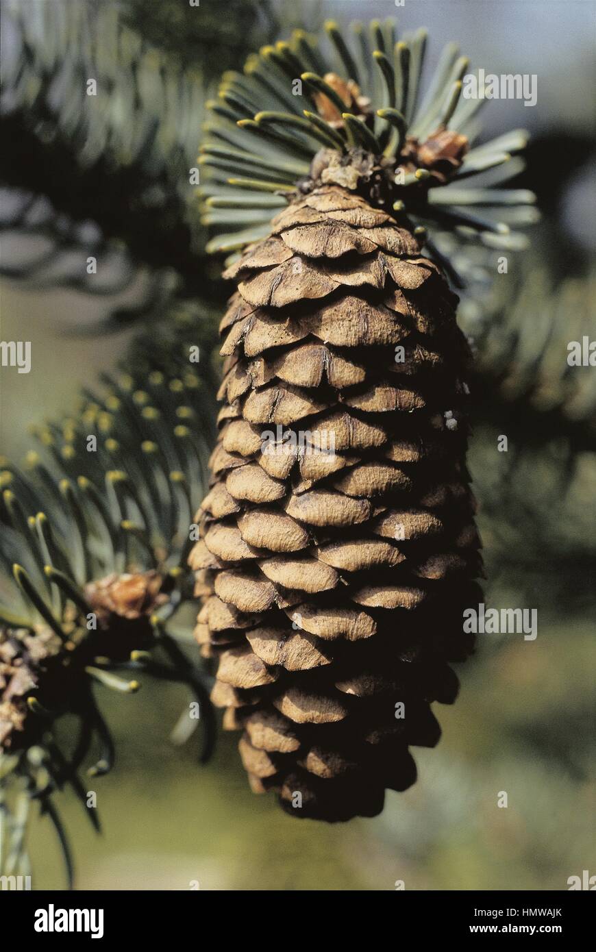 Botany trees pinaceae dragon hi-res stock photography and images - Alamy