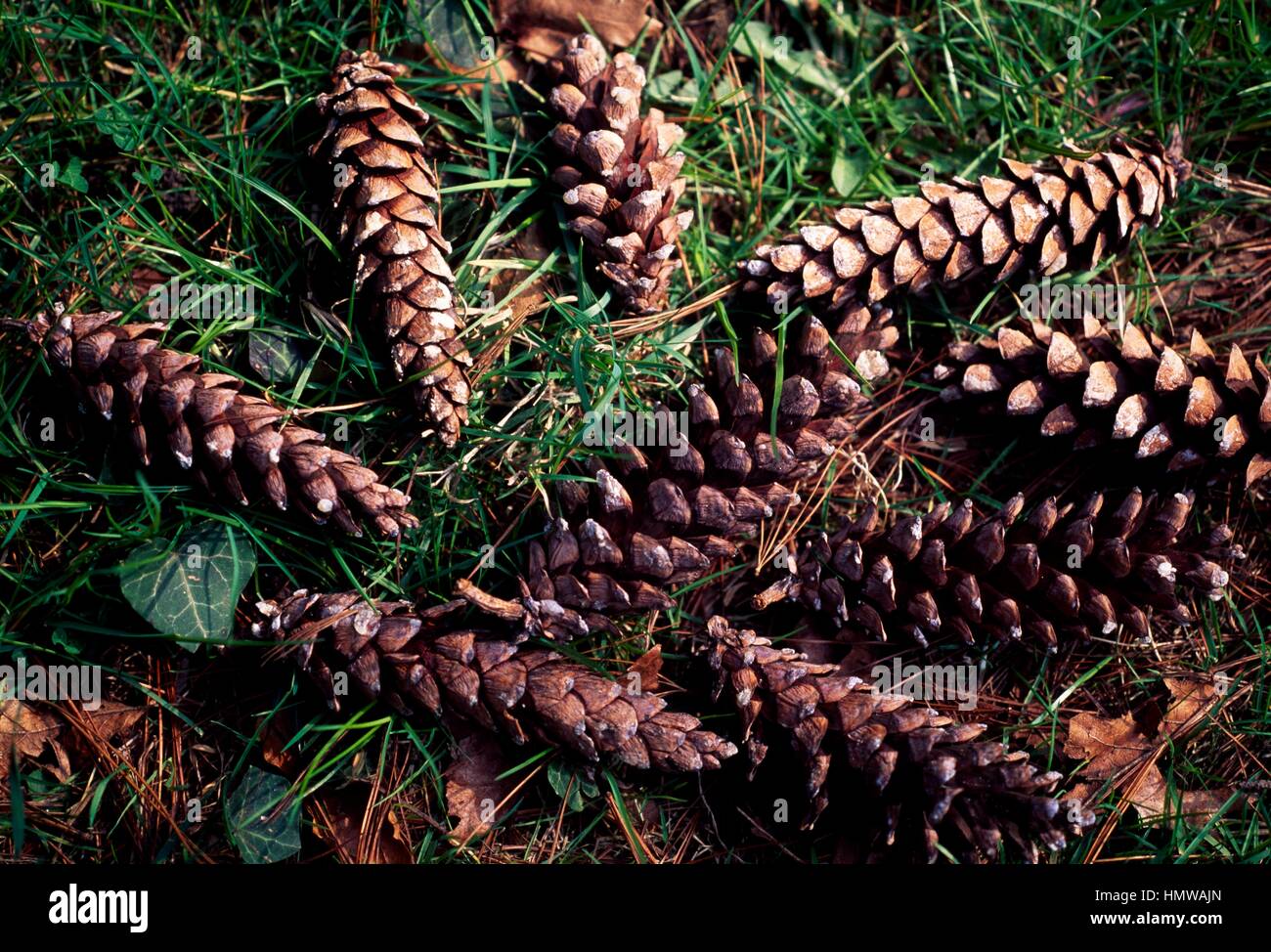 White Pine, American White Pine or Weymouth Pine cones (Pinus strobus ...